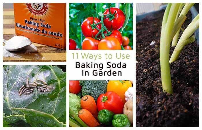 11 Ways to Use Baking Soda in Garden - Home Gardeners