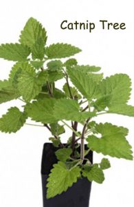 10 Fragrant Plants That Repel Mosquitoes - Home Gardeners