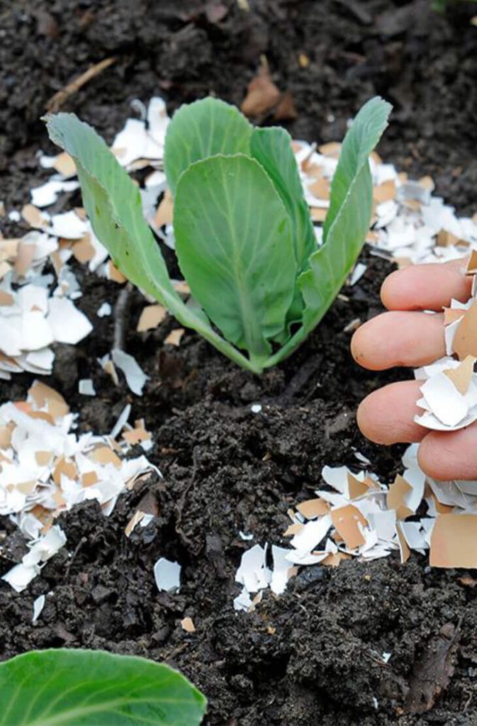 Eggshells As Organic Pest Control - Home Gardeners