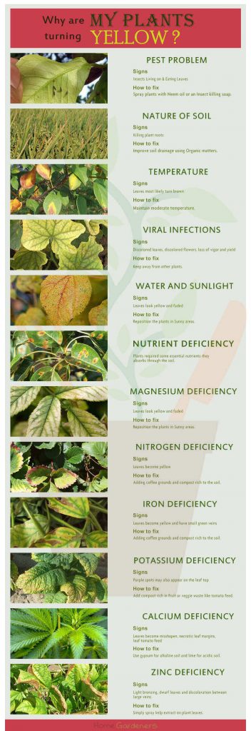Why are my plants turning yellow? - Home Gardeners