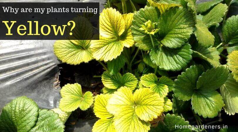 Why are my plants turning yellow? - Home Gardeners