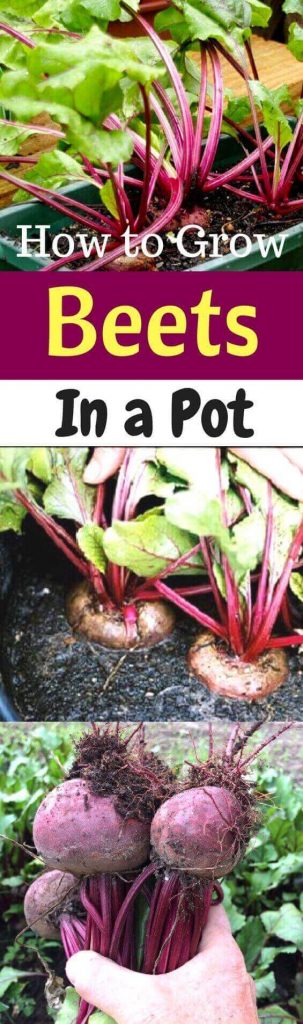 Best Ways for Beetroot Plants can Increase Your Productivity - Home ...