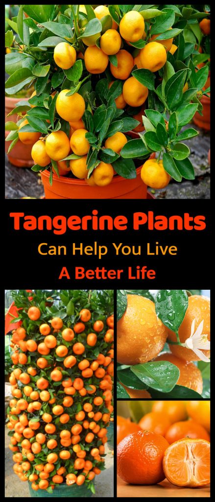 How Tangerine Plants Can Help You Live a Better Life - Home Gardeners