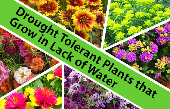 The 10 Best Drought Tolerant Plants that Grow in Lack of Water - Home ...