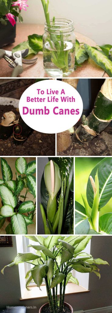 How Dumb Canes Can Help You Live a Better Life - Home Gardeners