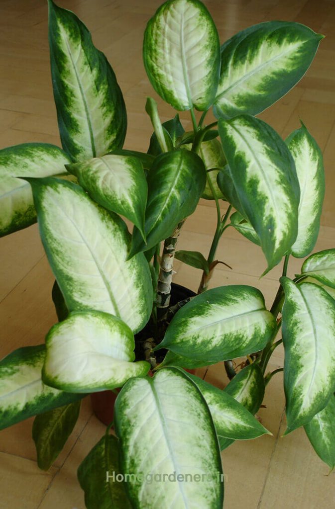 How Dumb Canes Can Help You Live a Better Life - Home Gardeners