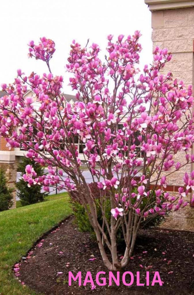 20 Best Beautiful Fragrant Flowers in the world - Home Gardeners