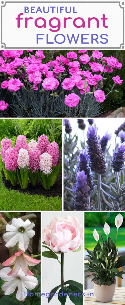 20 Best Beautiful Fragrant Flowers in the world - Home Gardeners