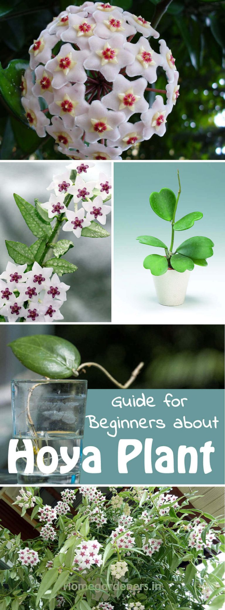 The Complete Guide for Beginners about Hoya plant - Home Gardeners