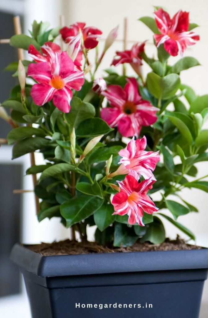 Rocktrumpet care – How to grow and care for Mandevilla plant - Home ...