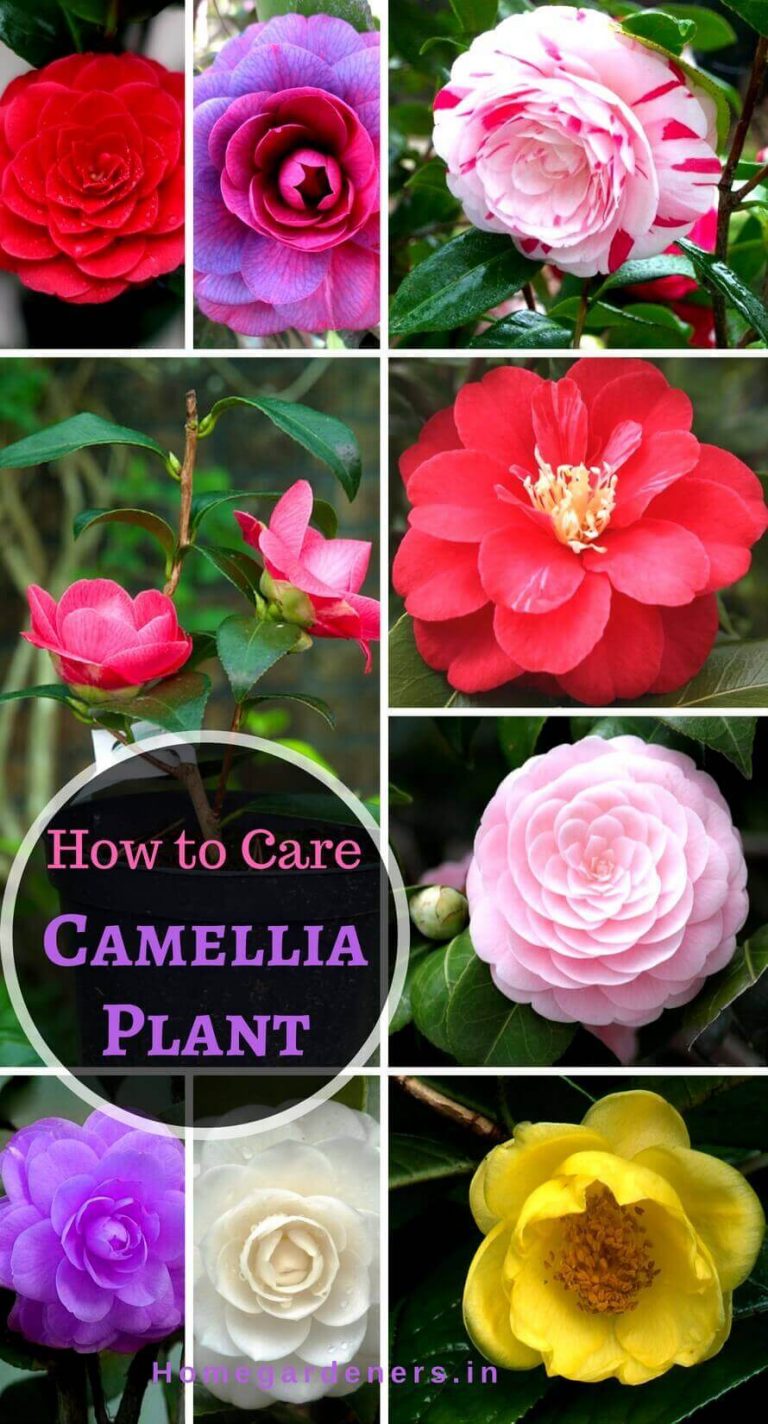 Camellia Plant Care - How Camellia Plants are Making the Garden a ...