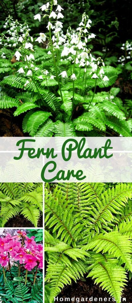 Fern Plant Care- How do you take Care of a Fern at Home and Garden ...
