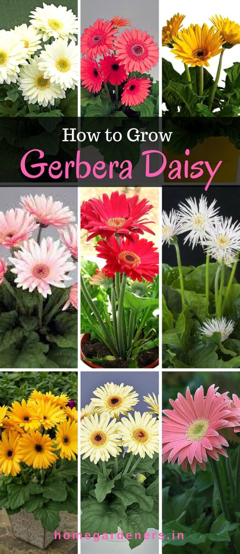 Gerbera Daisy Guide - The Only Gerbera Daisy Resources You Will Ever ...