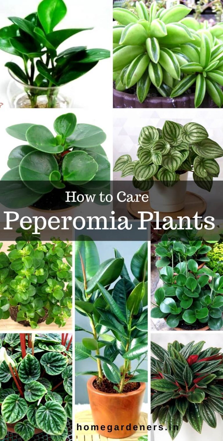 Peperomia Plant - How Did Radiator Plants Become the Best? Find Out. - Home Gardeners