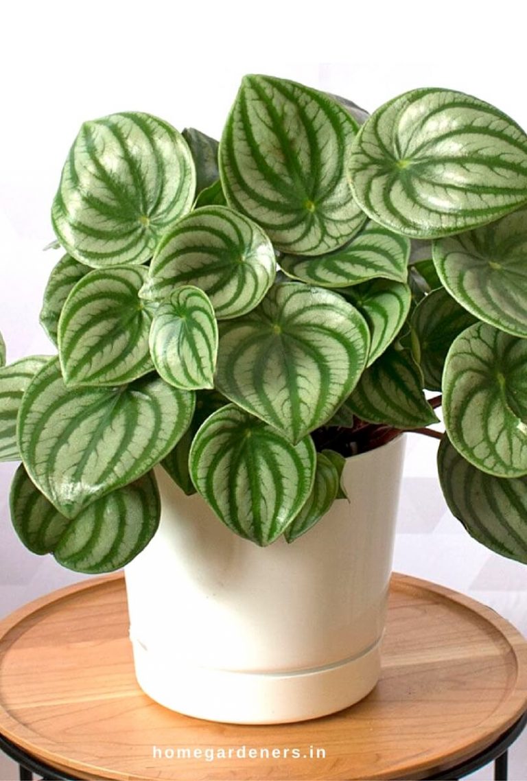 Peperomia Plant - How Did Radiator Plants Become the Best? Find Out ...