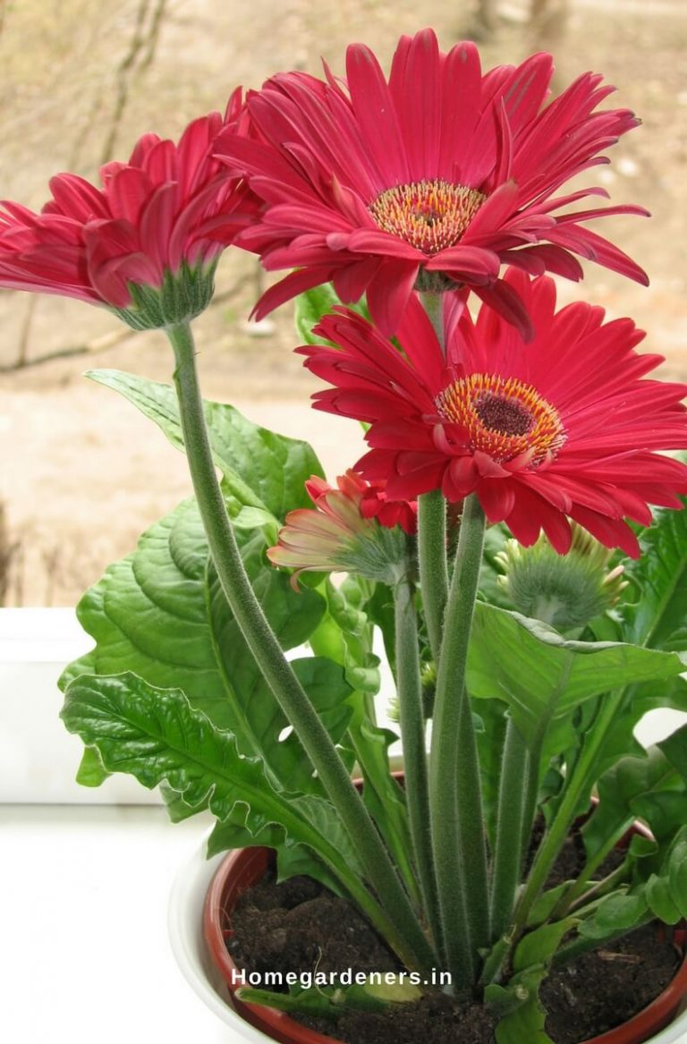 Gerbera Daisy Guide - The Only Gerbera Daisy Resources You Will Ever ...
