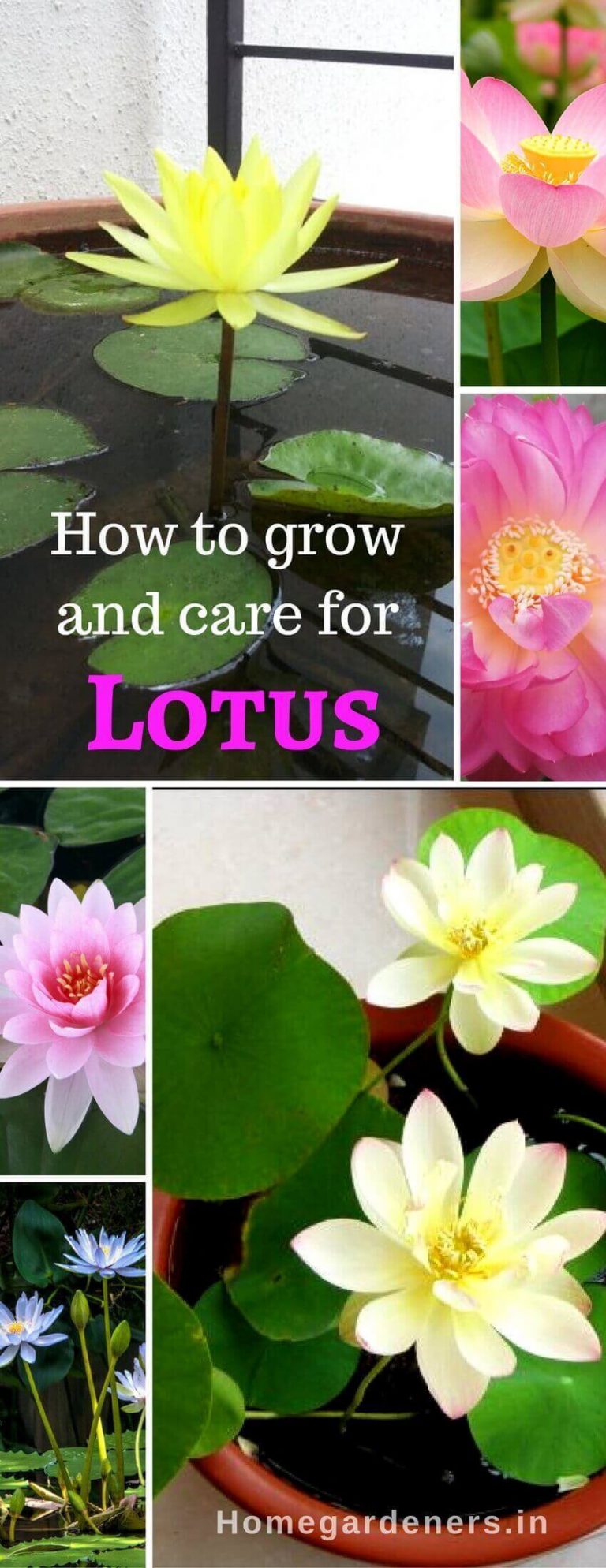 Sacred Lotus - How to grow and care for Lotus Plants - Home Gardeners