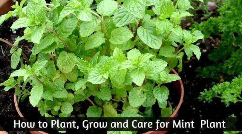 The Only Mint Plant Resources You Will Ever Need - Home Gardeners