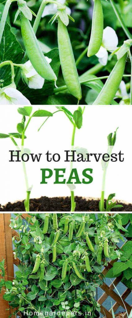 Pisum Sativum - Growing Peas and How to Harvest Peas Easily - Home ...